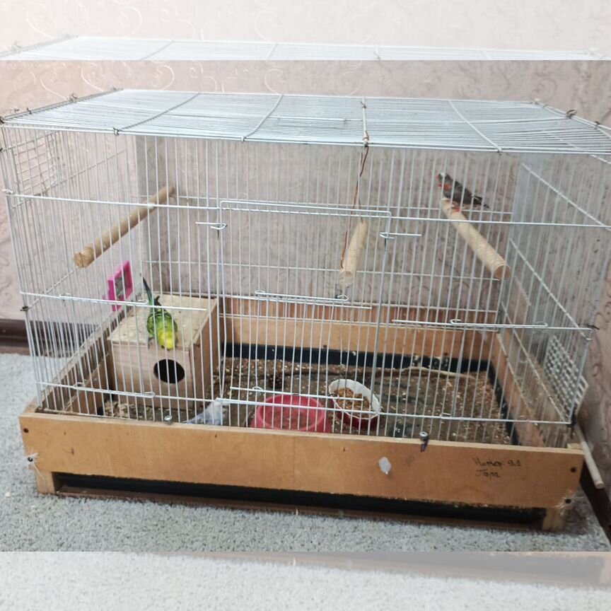 Пара волнистых попугаев и амадин