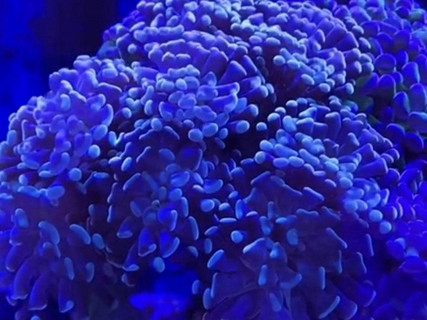 Морские кораллы