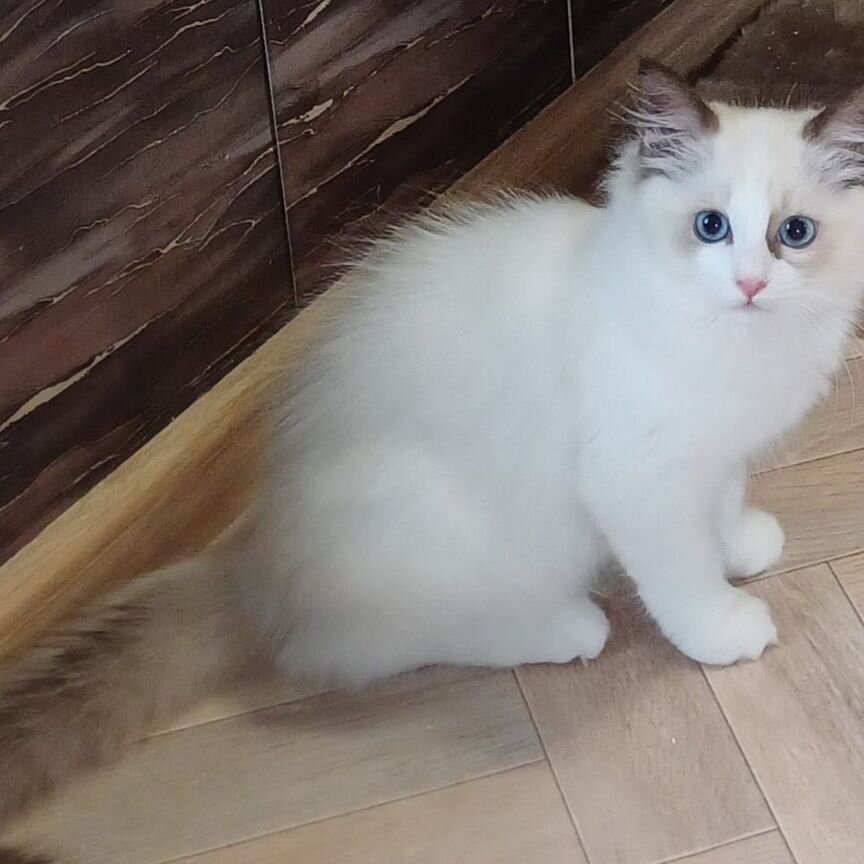 Котёнок Рэгдолл