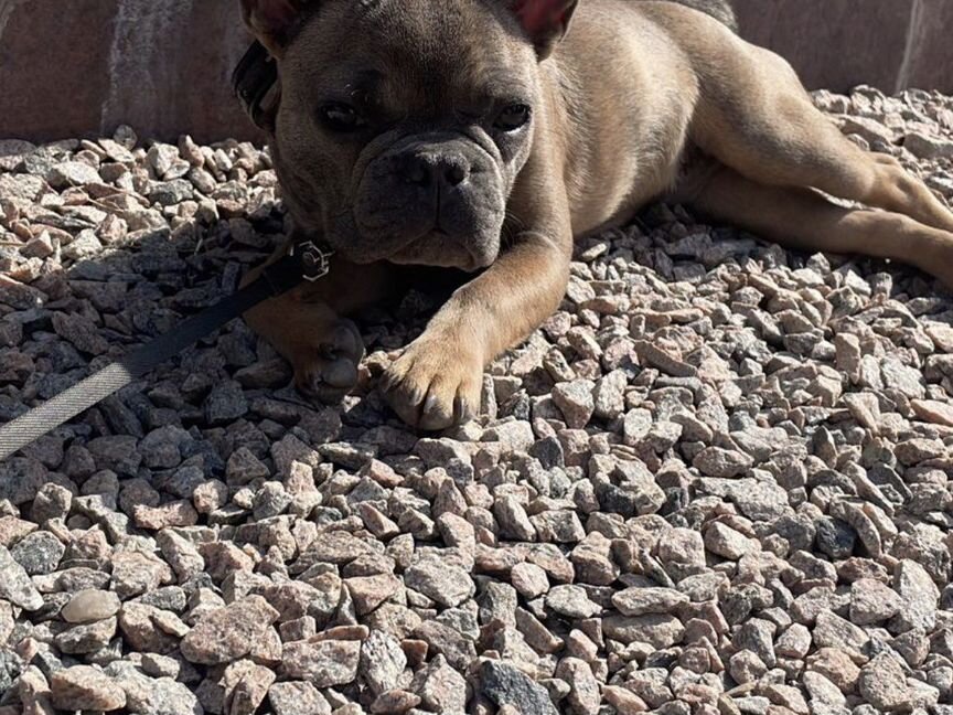 Французский бульдог щенки мини