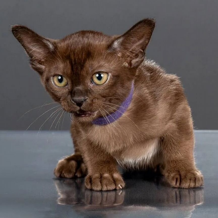 Европейский бурманский котёнок