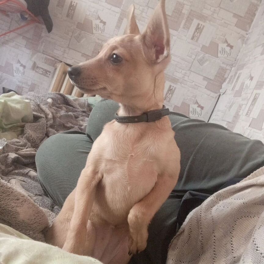 Тойчик девочка