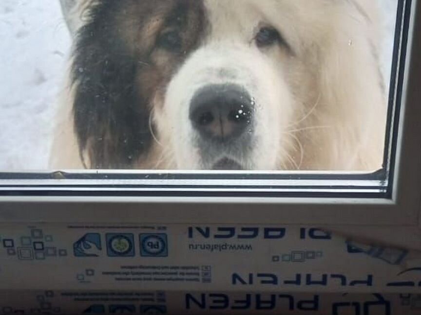 Ищем невесту