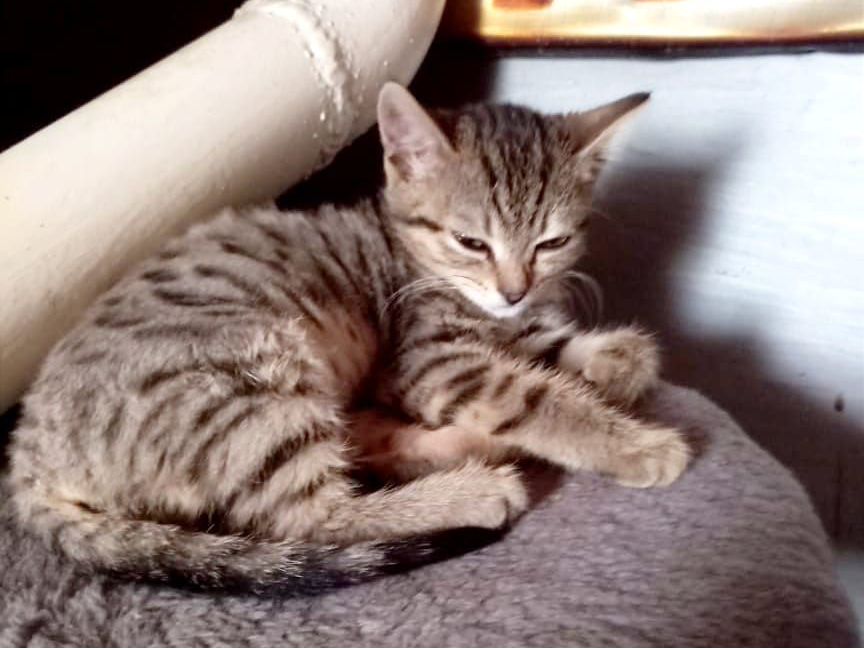Кошка
