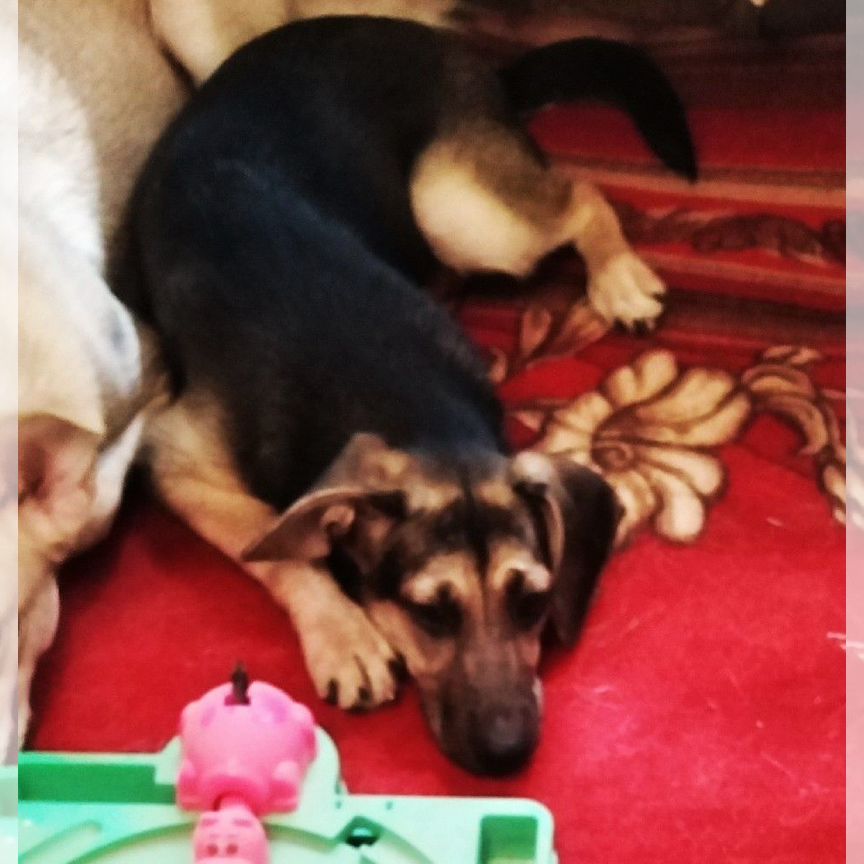 Щенок в добрые руки