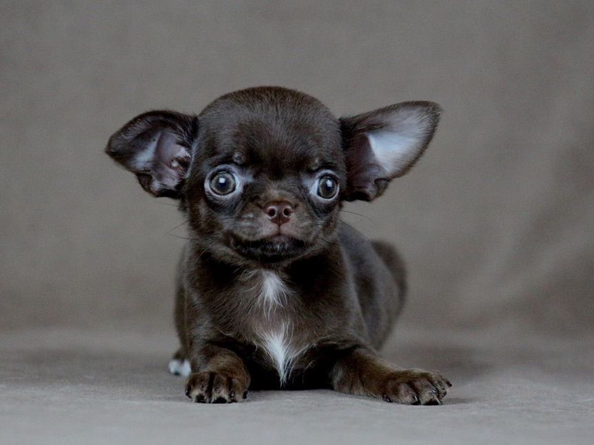 Чихуахуа мини шоколадка