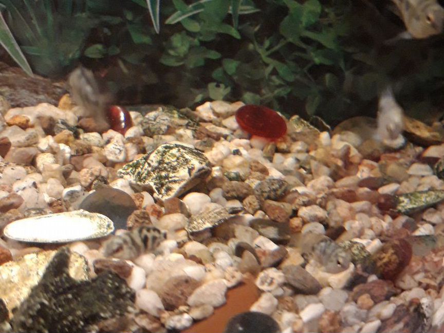 Аквариумные рыбки попугай сапфировый