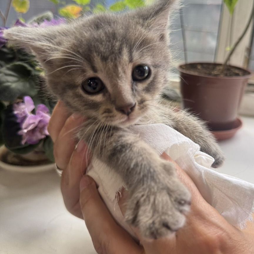Котята