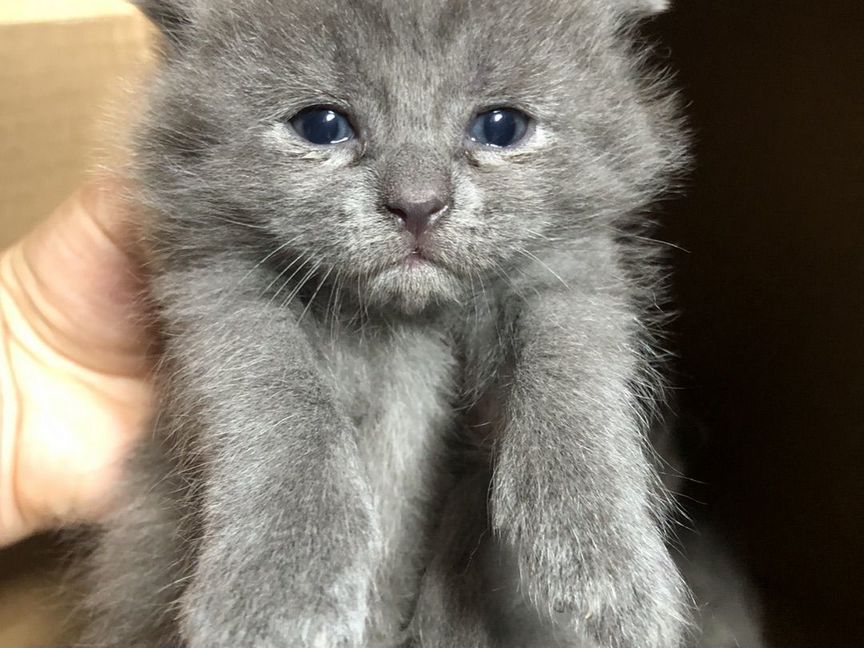 Британские вислоухие котята