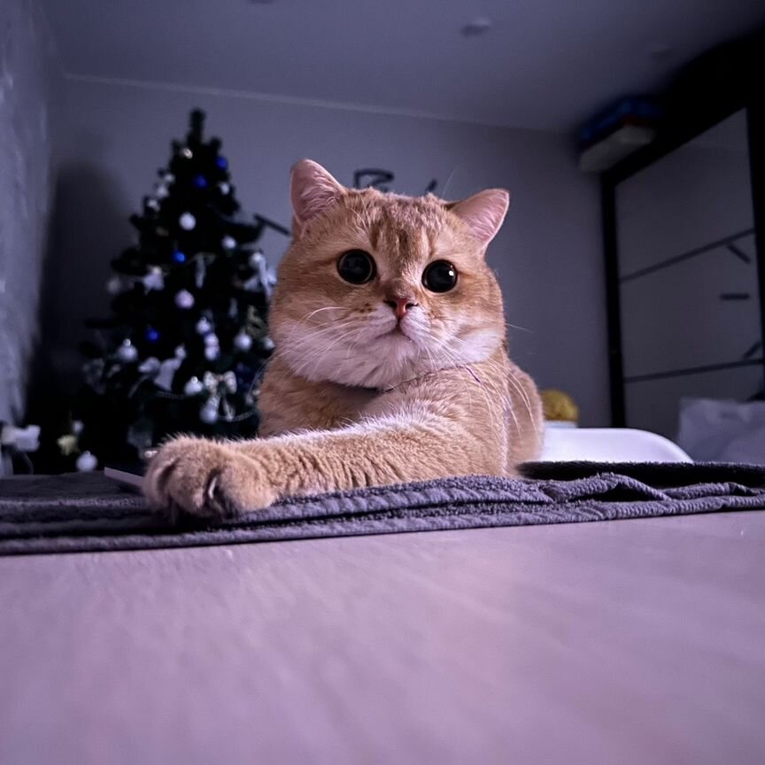 Британский кот для вязки