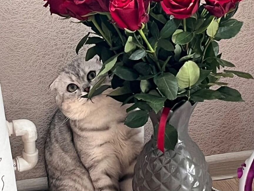 Вязка с шотландским котом