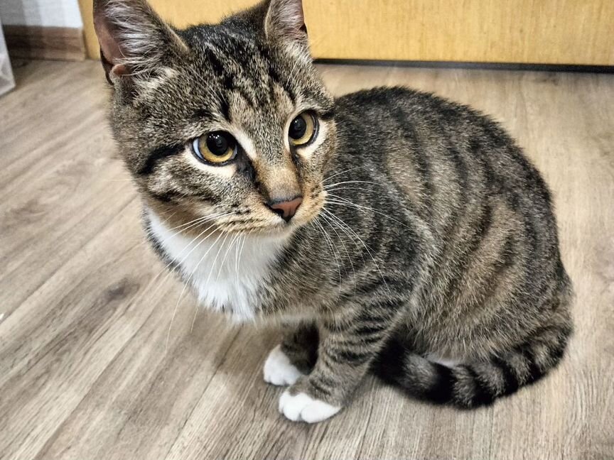 Котёнок ищет семью / Отдам котёнка в добрые руки