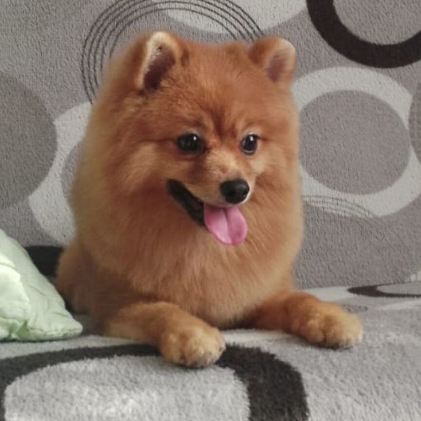 Жених ищет невесту