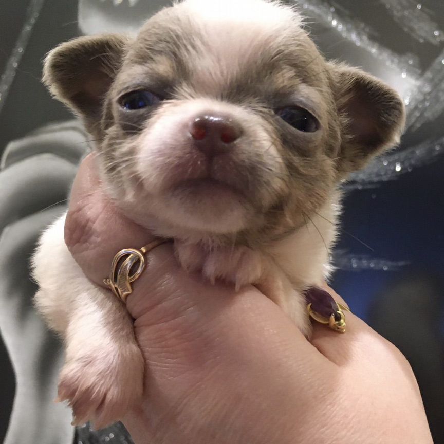 Чихуахуа, щенок