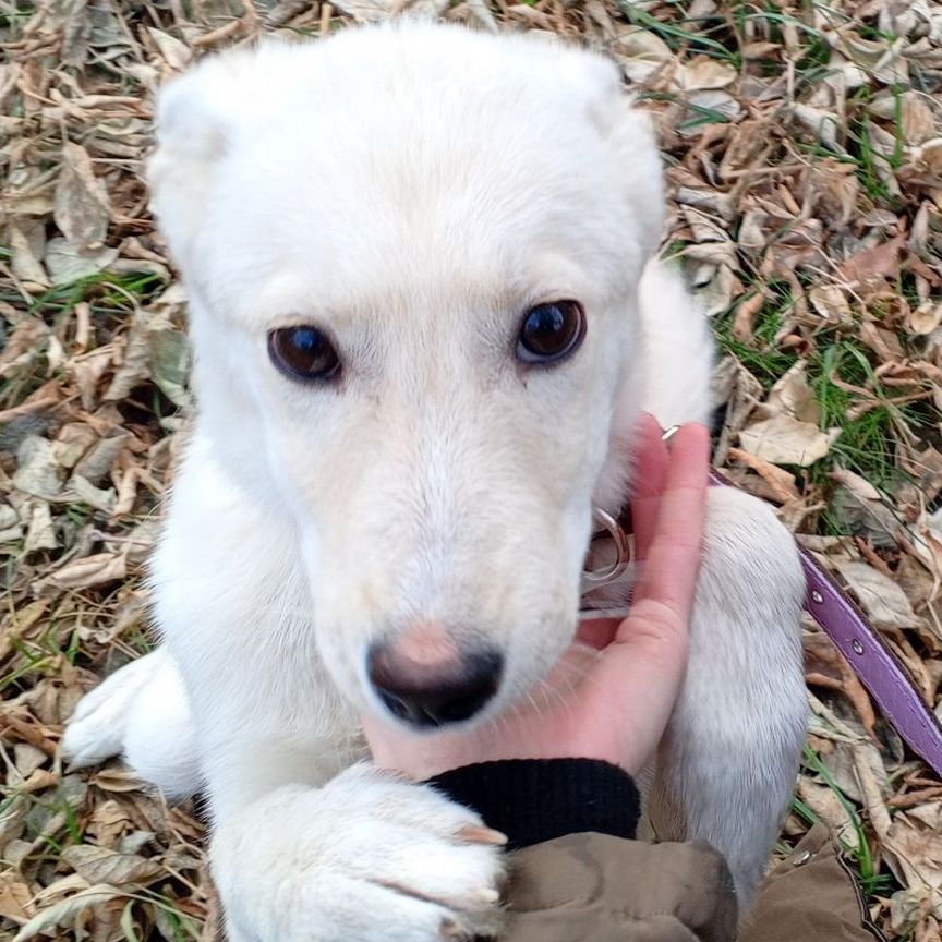 Белая швейцарская овчарка, взрослая собака
