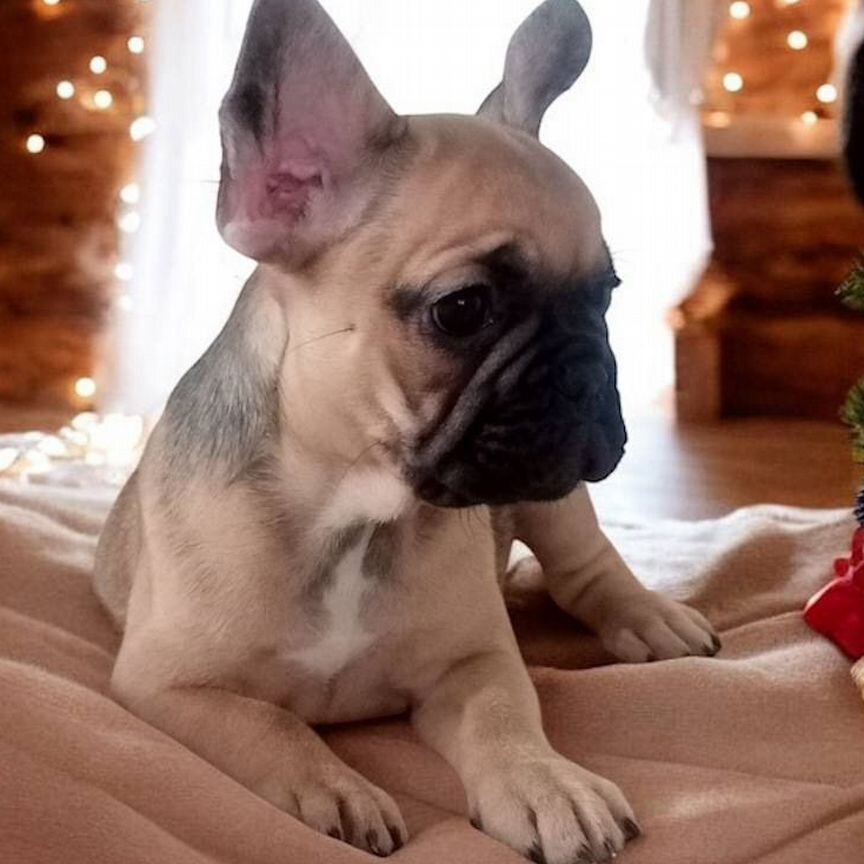 Французский бульдог, щенок