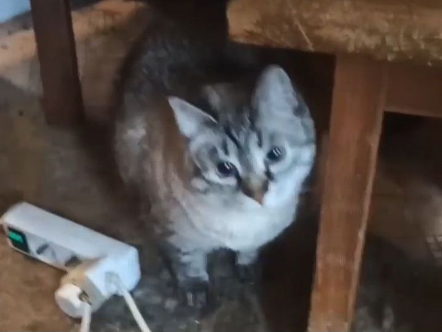 Кошечка в добрые руки