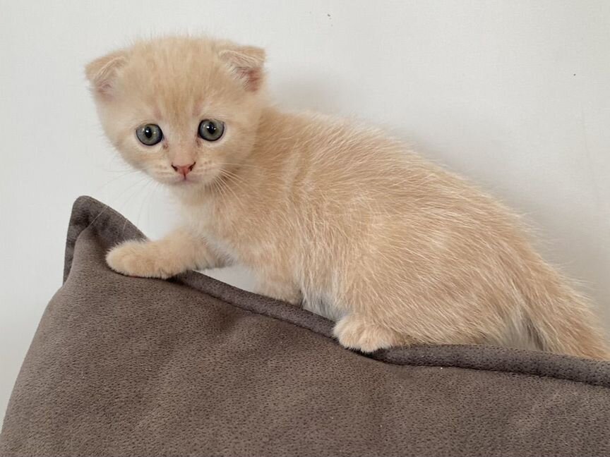 Шотландский вислоухий котик