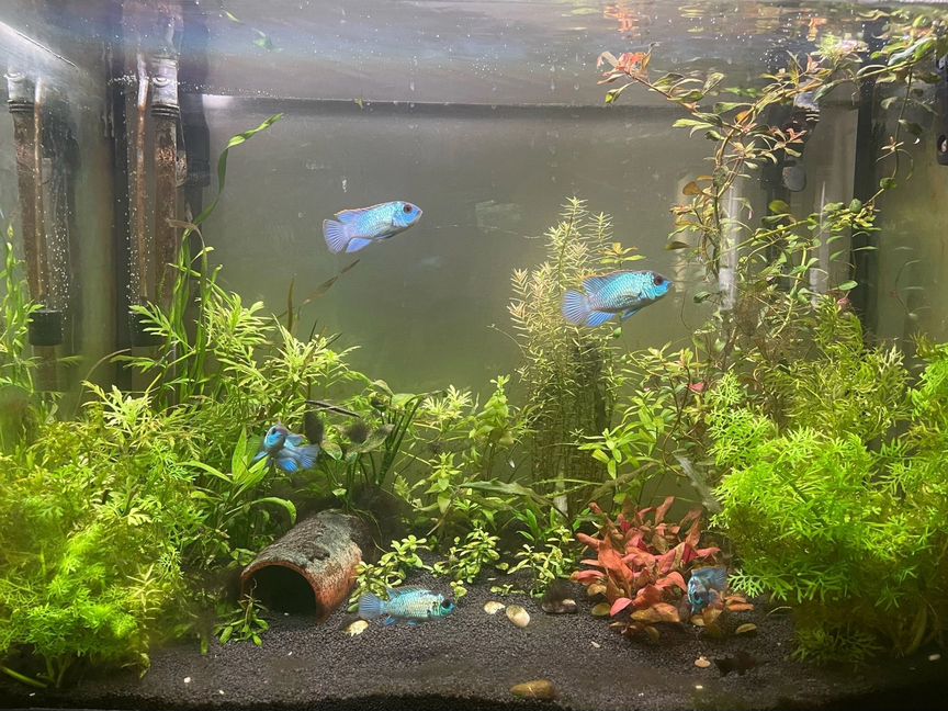 Светильник LED Chihiros A601, 60 см