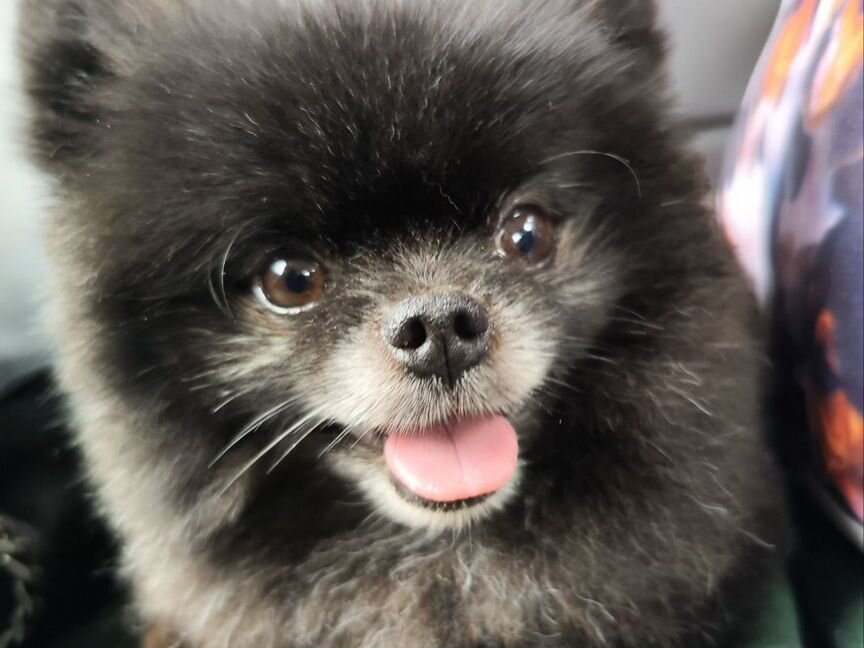 Померанский шпиц вязка кобель