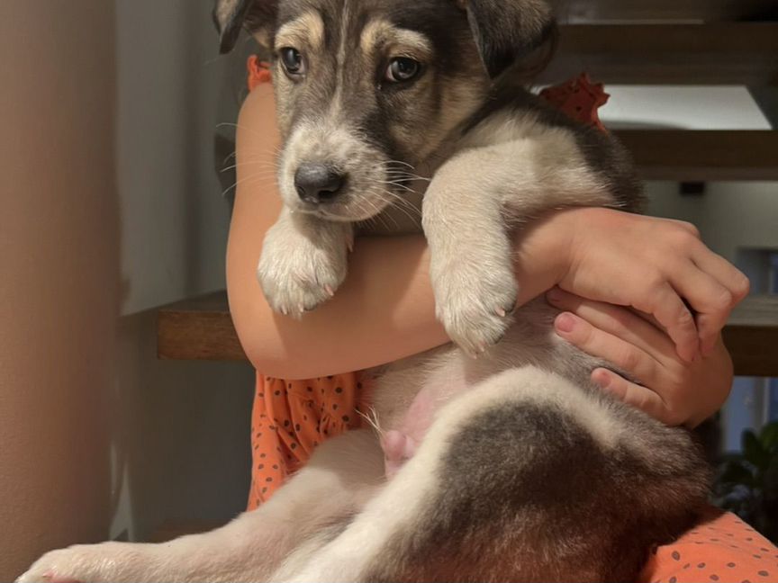 Фредди ищет дом