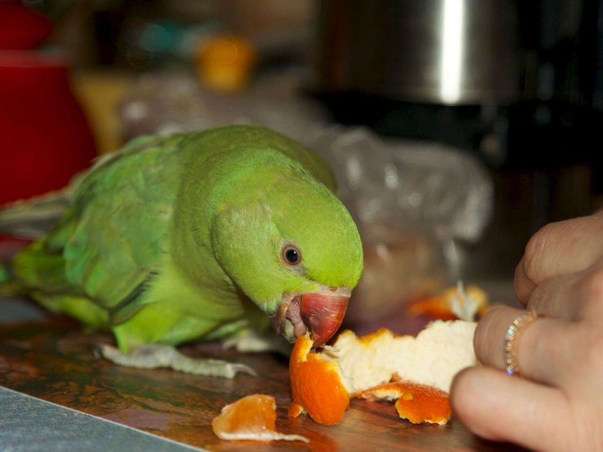 Ожереловый попугай (3-5 мес)