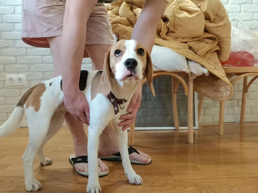 Собака породы Бигль