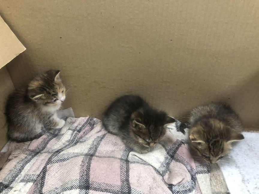 Котятам нужен дом