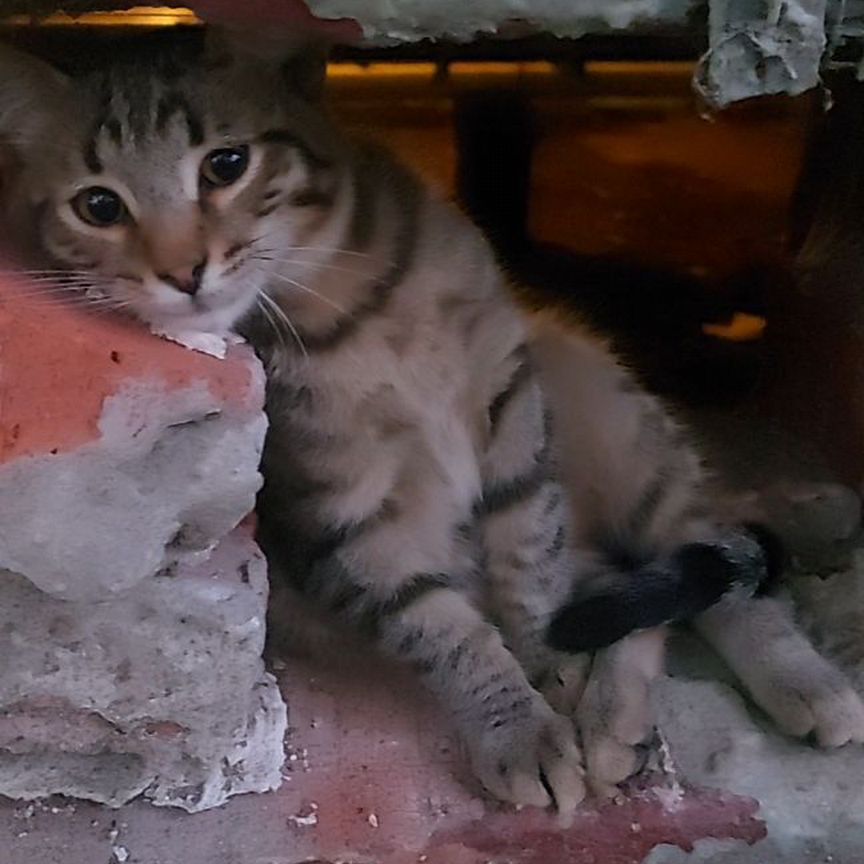 Котенок малыш мальчик