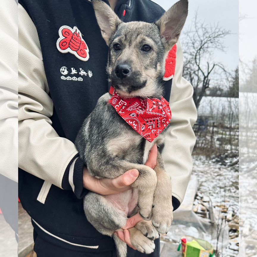 Щенки. Верные, не бросят в беде