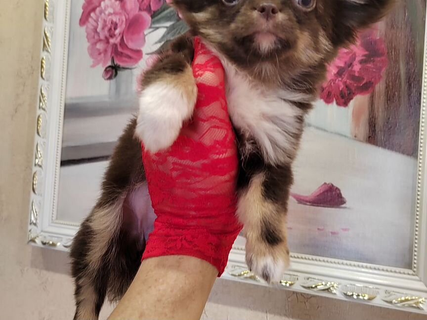 Крошка Юта, чихуахуа мини