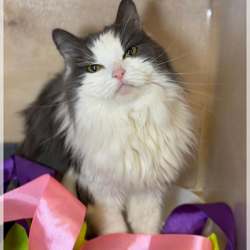 Кошечка игрушечка из приюта