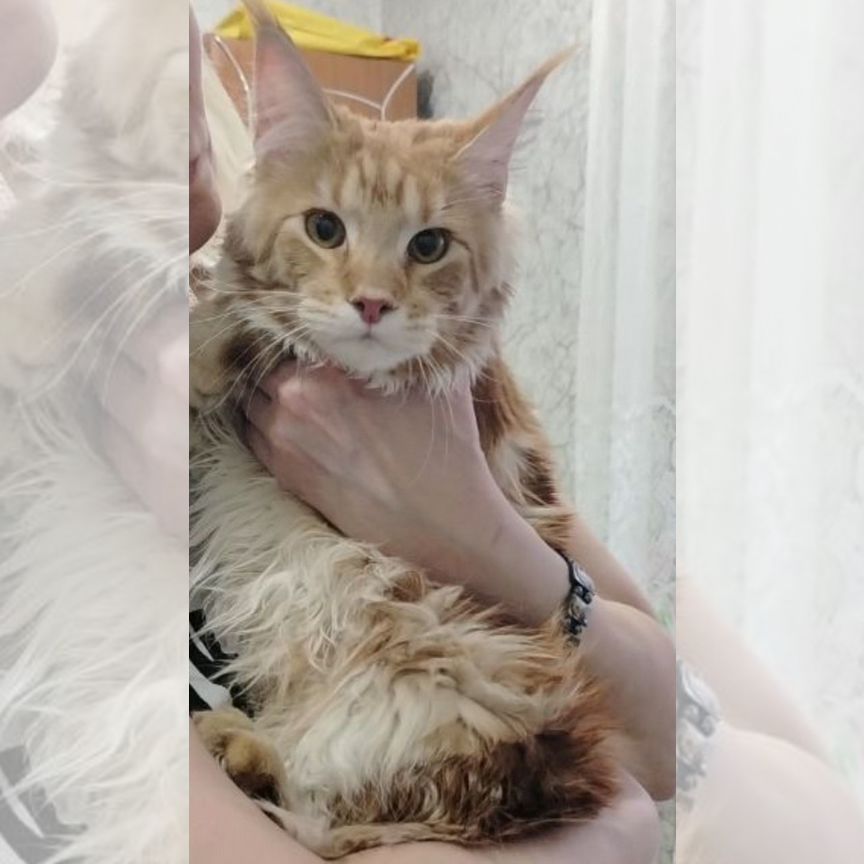 Мейн-кун котёнок