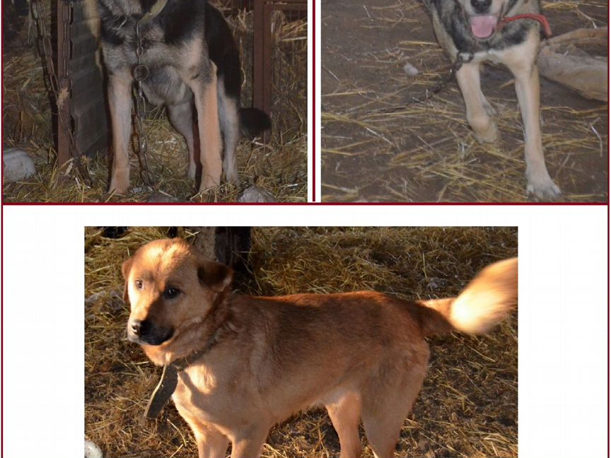 Собаки - смертники с отлова