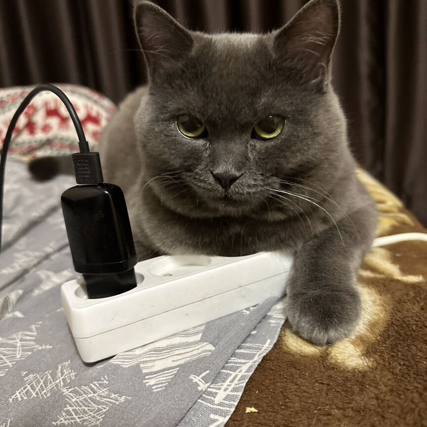 Кот в добрые руки