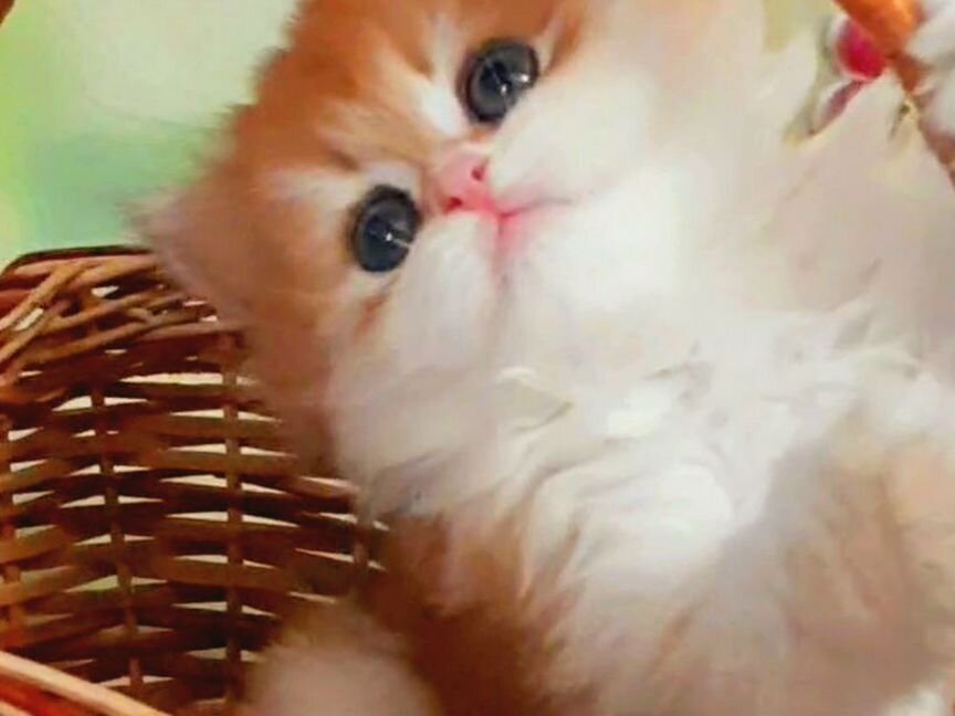 Золотая шиншилла ny12