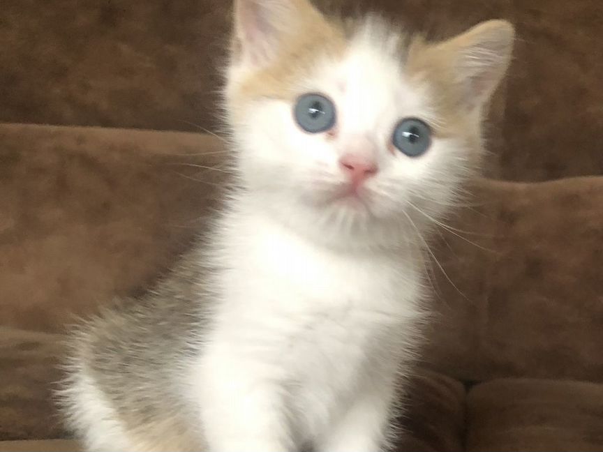 Шотландский котик