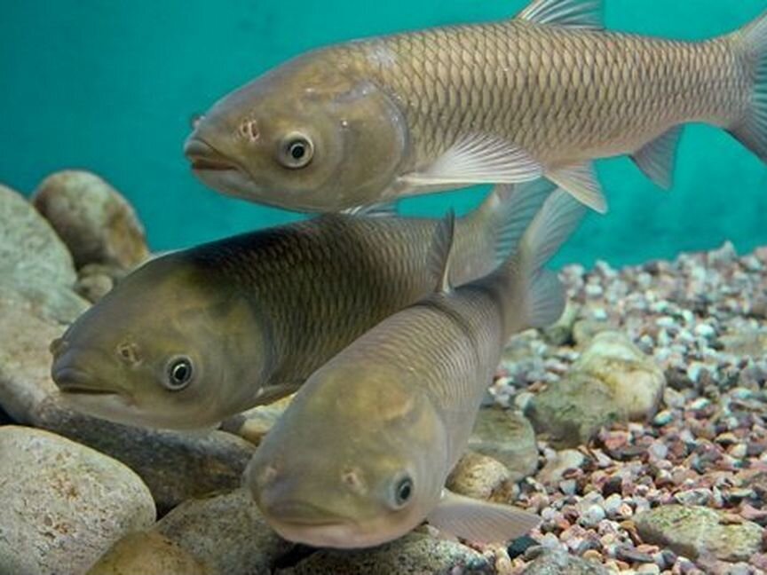 Белый амур для зарыбления водоёмов 24 часа