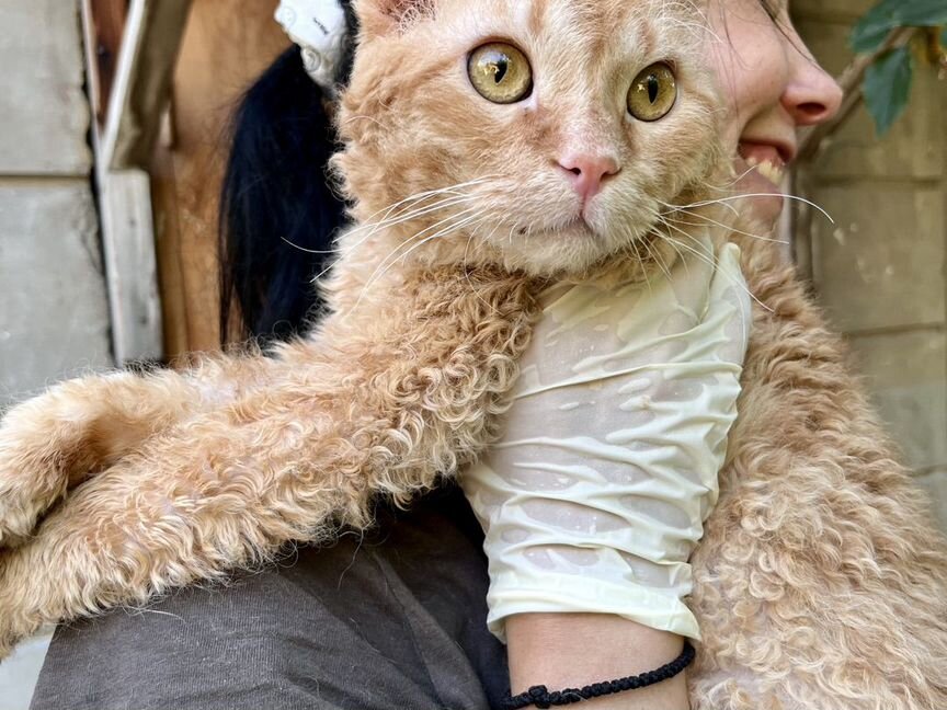 Кошки породистые бесплатно