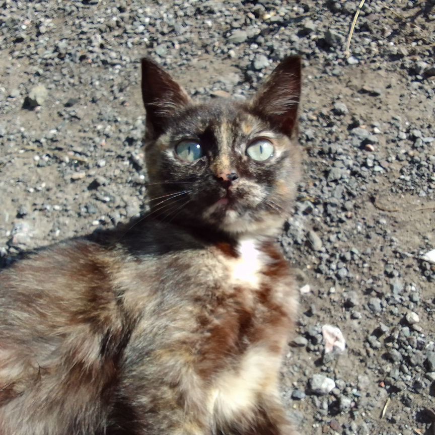 Отдаём котят 3 месяца