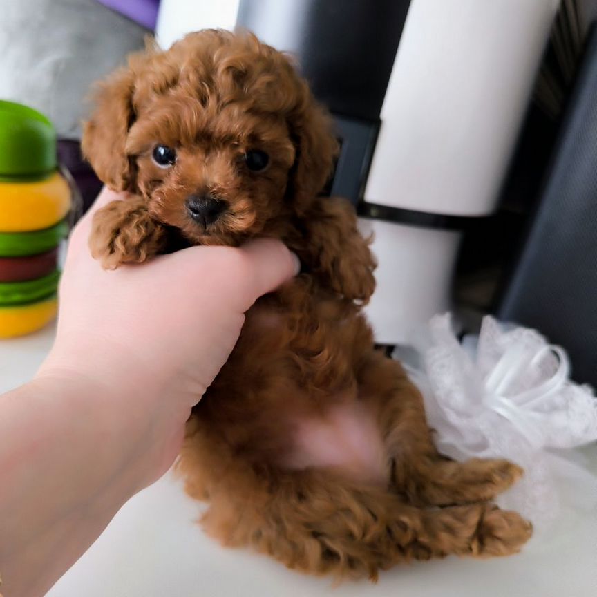 Той-пудель, щенок