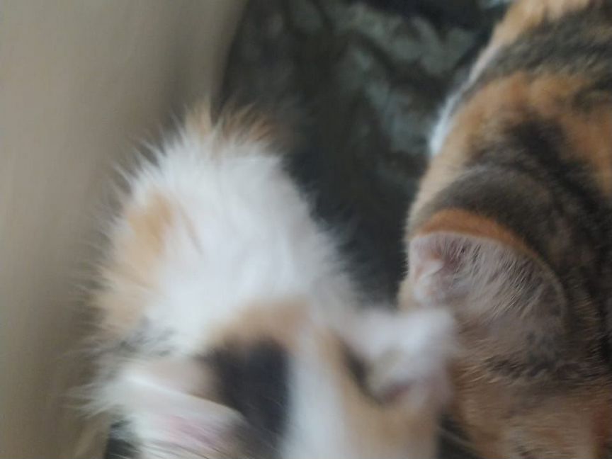 Котята в добрые руки бесплатно