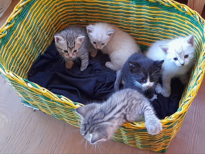 Котята от домашней кошки