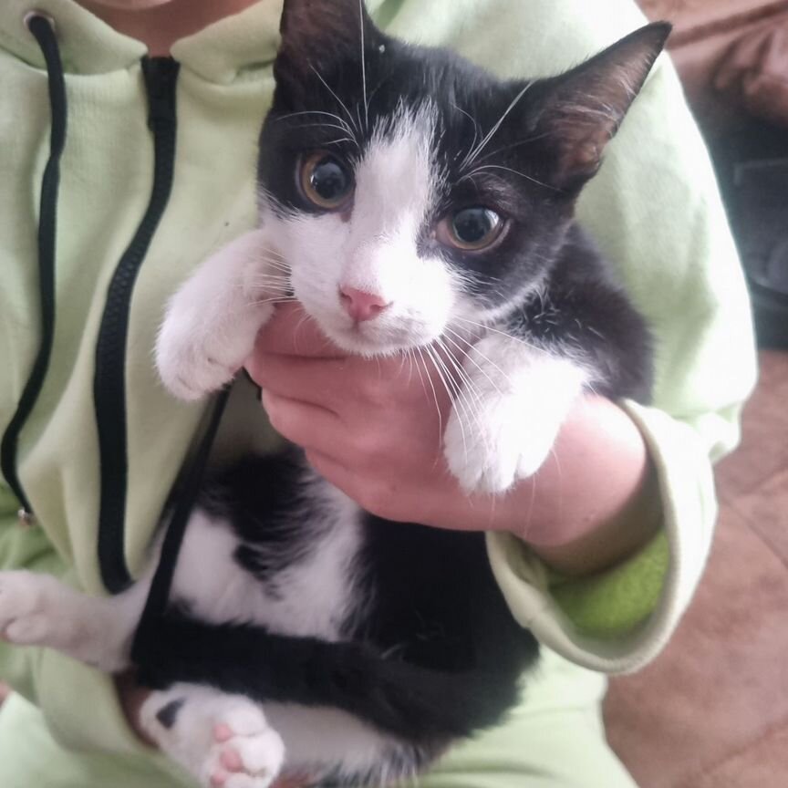 Котята в добрые руки бесплатно