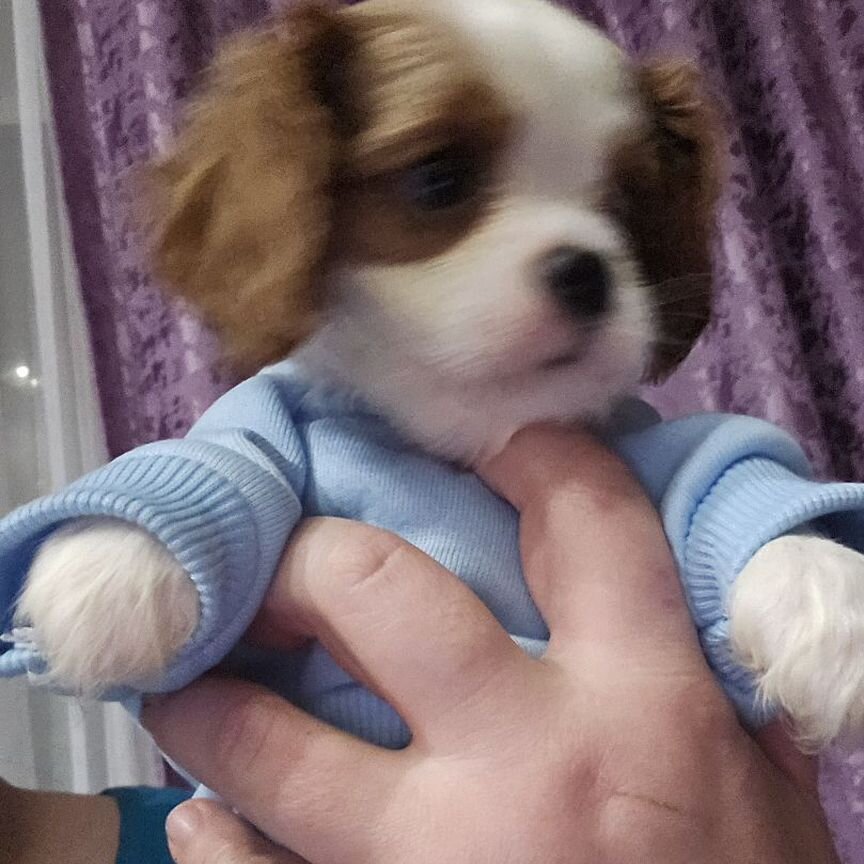 Маленькая принцесса