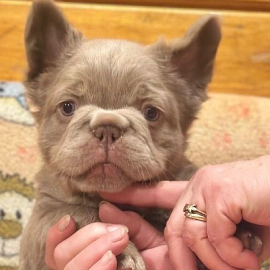 Французский бульдог, щенок