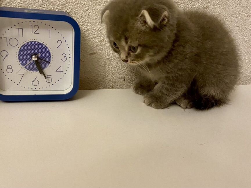 Шотландская вислоухая кошечка