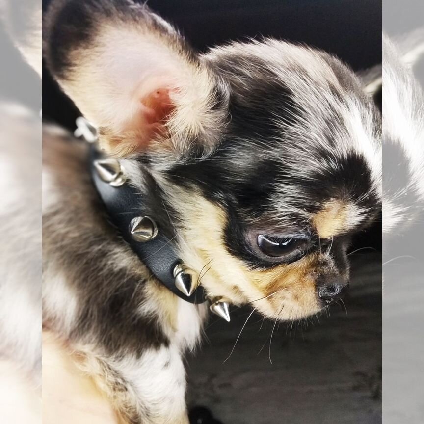 Чихуахуа, щенок