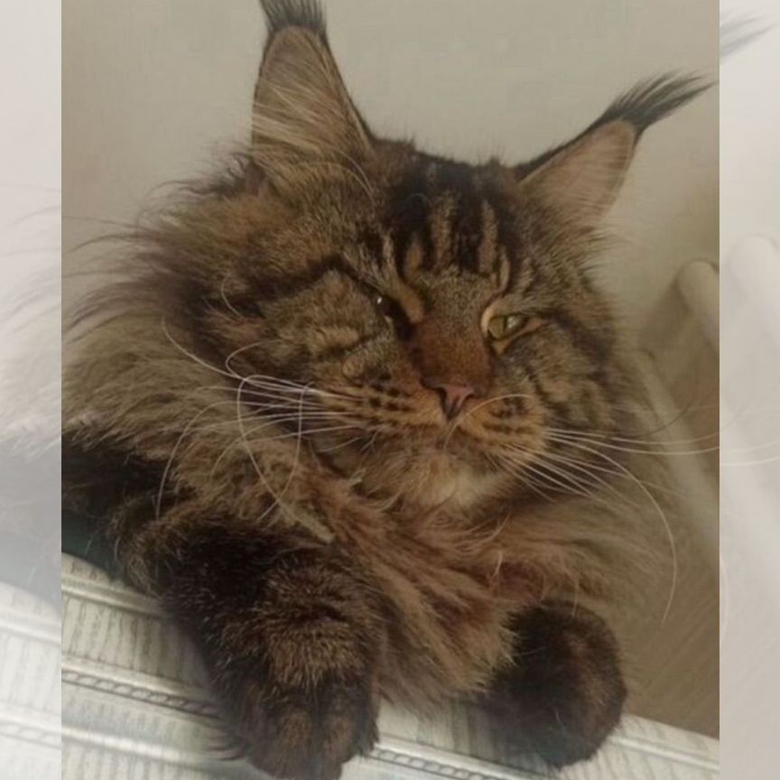 Мейн-кун котёнок