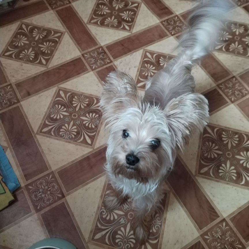 Йоркширский терьер